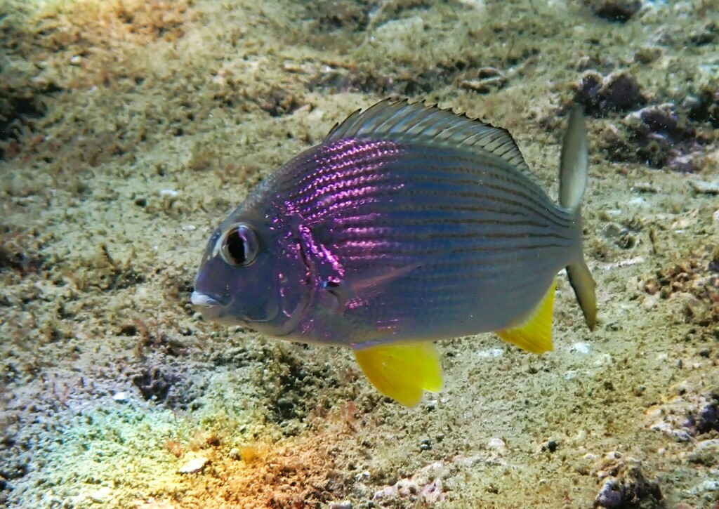 Tarwhine from 156-164 Ewos Parade, Cronulla NSW 2230, Australia on ...
