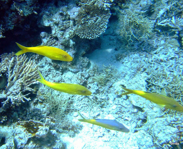 Goldsaddle Goatfish from careless reef, Hurghada, Mer Rouge, Égypte on ...