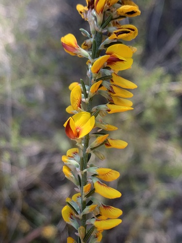 Aotus gracillima · iNaturalist Mexico