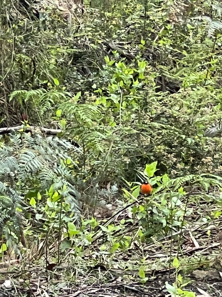 Flame Robin from Bunyip State Park, Gembrook, VIC, AU on October 14 ...