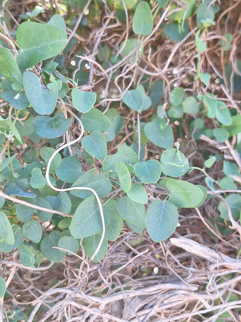 Cape Moonseed Vine from University of The Western Cape, Erica Twp, Cape ...