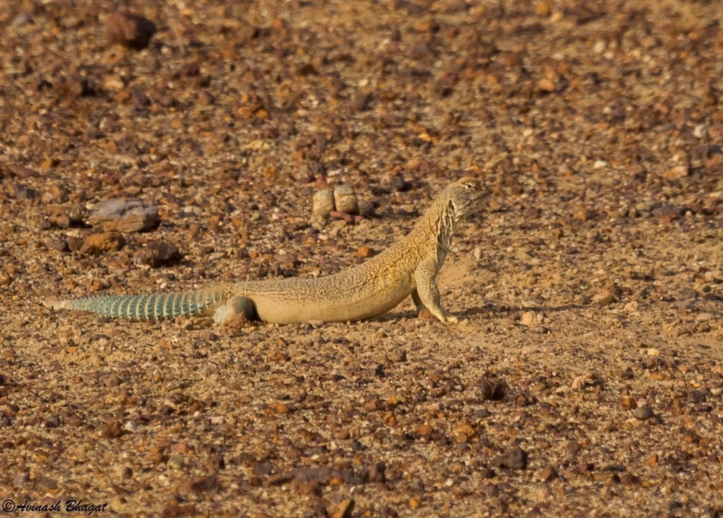 Hardwick's Spiny-tailed Lizard in August 2018 by Avinash Bhagat ...