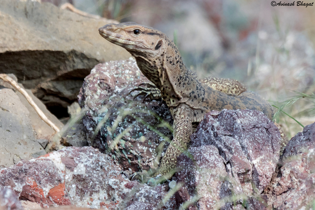 Indian Bengal monitor from Bhigwan, Maharashtra, India on October 30 ...