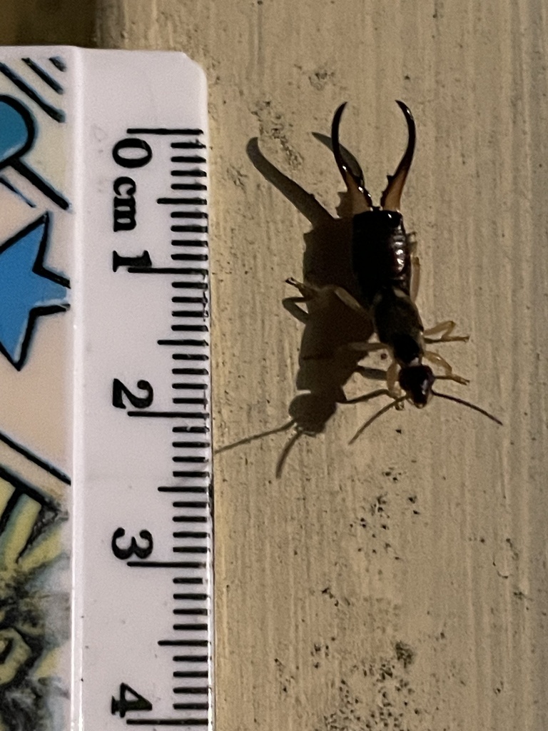 European Earwig Complex in October 2023 by suecee · iNaturalist