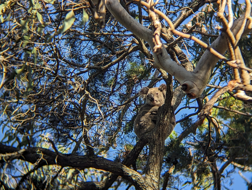 Koala from Amity QLD 4183, Australia on October 19, 2023 at 03:45 PM by ...