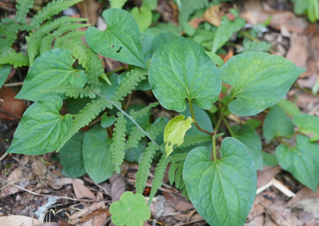 Piper sintenense in October 2023 by Shang-Kwei Wang · iNaturalist
