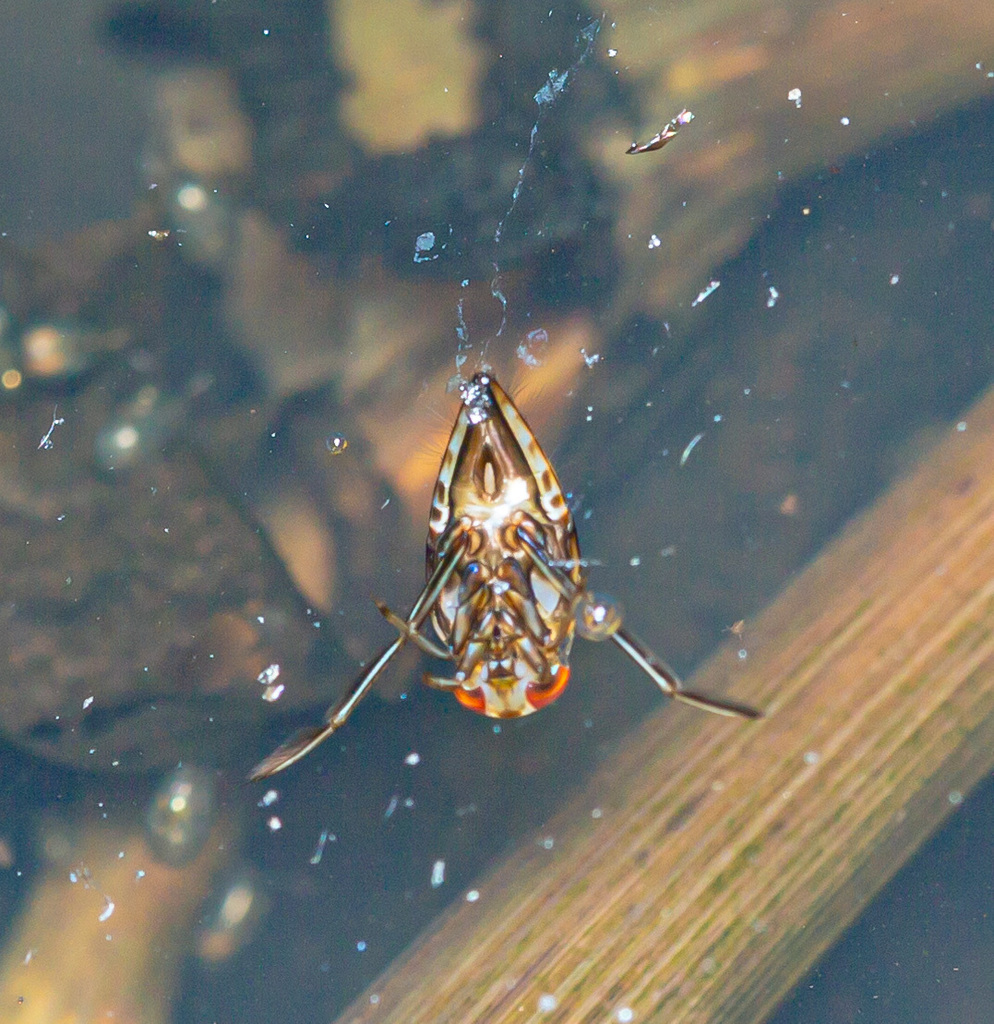 Enithares from 云南省西双版纳傣族自治州勐腊县勐腊镇 邮政编码: 666301 on October 18, 2023 at ...