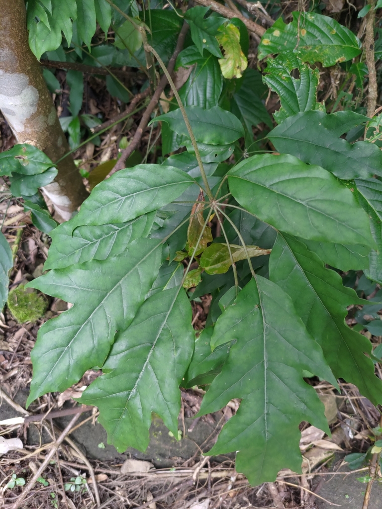 Ivy Tree from Nantou, TW-TA, TW on October 18, 2023 at 02:20 PM by 歐陽秀華 · iNaturalist