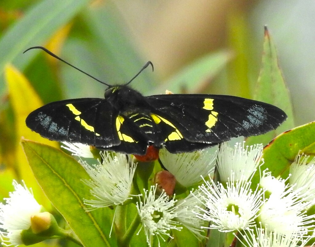 Regent Skipper from Urliup NSW 2484, Australia on October 19, 2023 at ...