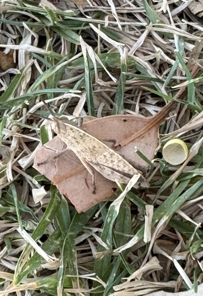 slender gumleaf grasshopper from Sturt National Park, Tibooburra, NSW ...