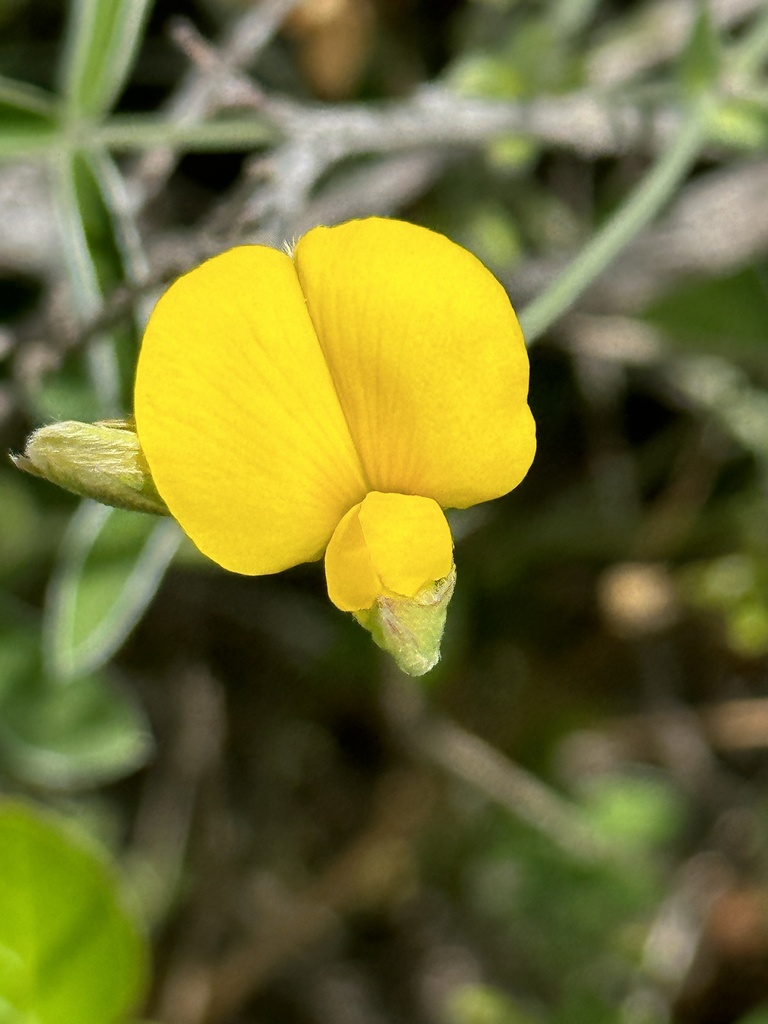 Silky Moon SIlverpod from Fernkloof Nature Reserve, Hermanus, WC, ZA on ...