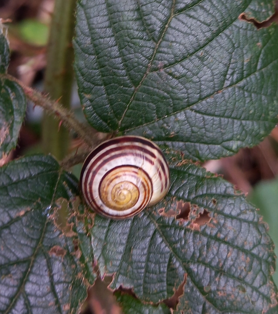 Cepaea from Denton Road-Swinley Gardens, Newcastle upon Tyne NE15 7HB ...