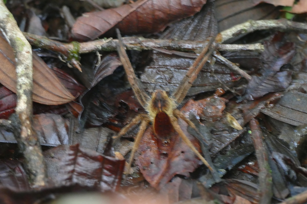 Tropical Wandering Spiders from Serra Bonita - Serra da Tapuia, Sítio ...