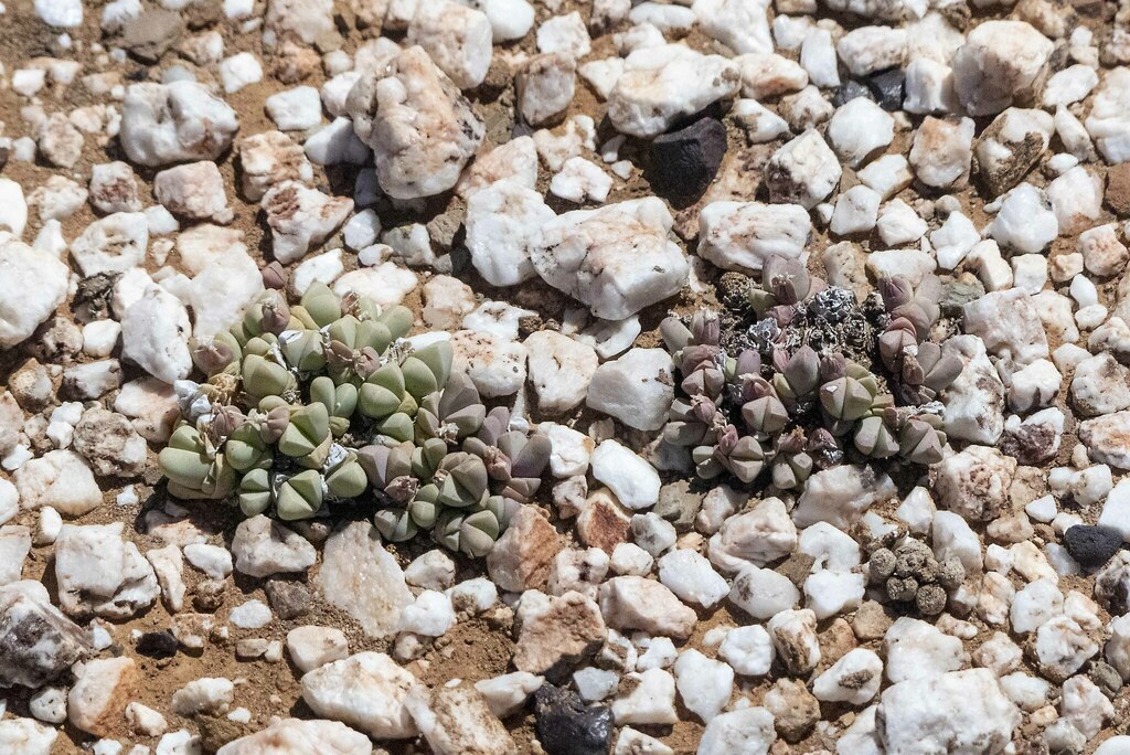 Mimic Humpfig in October 2023 by Kobus Lubbe · iNaturalist