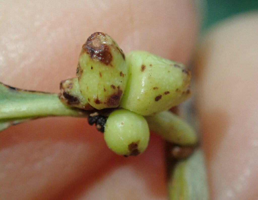 Oak Gall Wasps from Arlington Forest, Arlington, VA, USA on October 18 ...