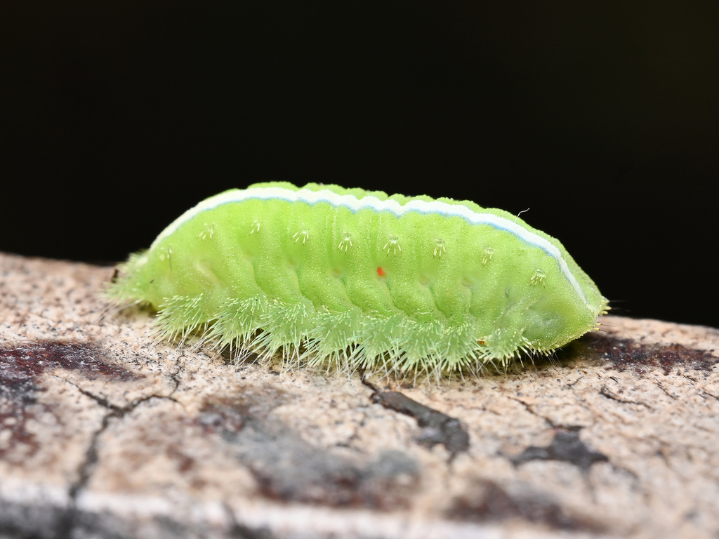 Thosea sinensis from 中国北京市海淀区 on September 17, 2023 at 12:07 PM by ...