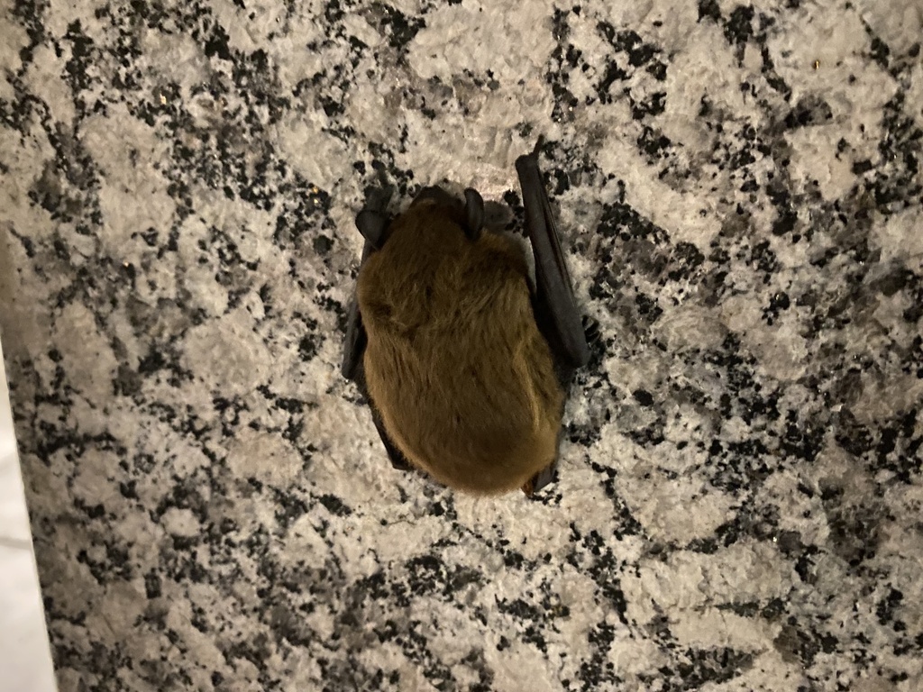 Evening Bats from Town Pavilion, Kansas City, MO, US on October 19 ...