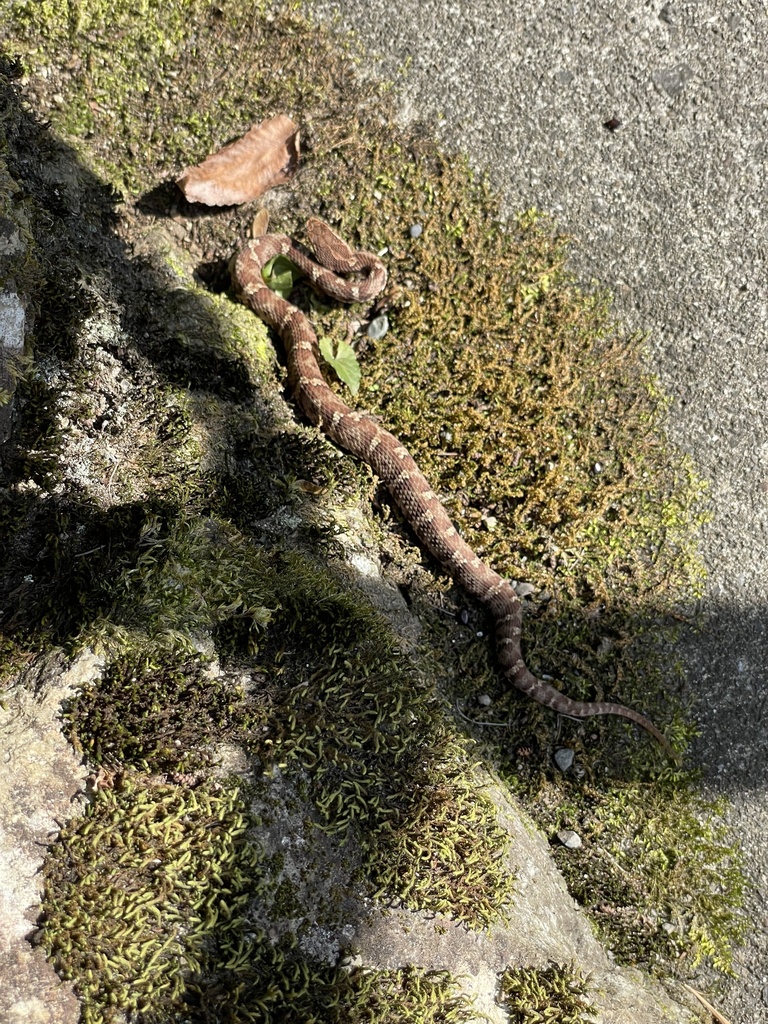 Short-tailed Mamushi from Sanzen-in Temple, Sakyo, Kyoto, Kyoto, JP on ...