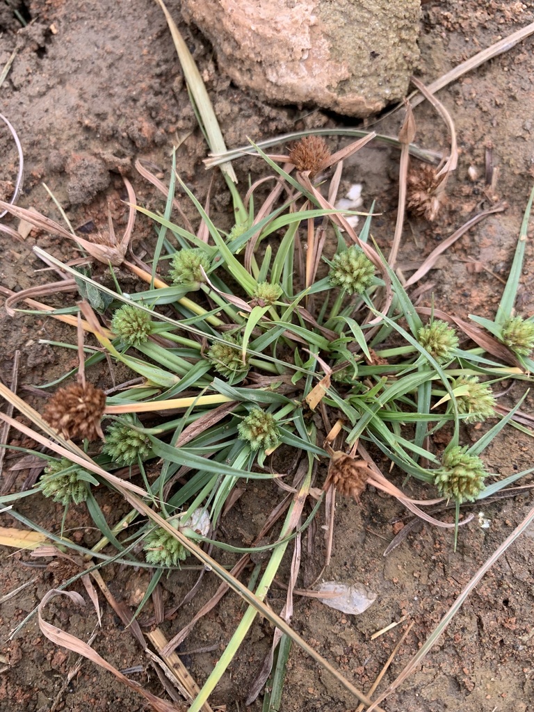 Cyperus michelianus pygmaeus from Zakho, Iraq on October 19, 2023 at 09 ...