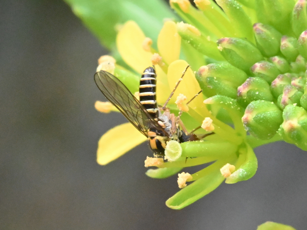 Micro Bee Flies from 中国北京市海淀区 on September 17, 2023 at 12:23 PM by ...