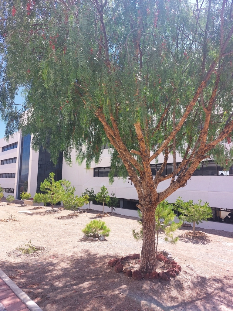 Peruvian Pepper Tree from 42110 Hgo., México on October 18, 2023 at 11: ...