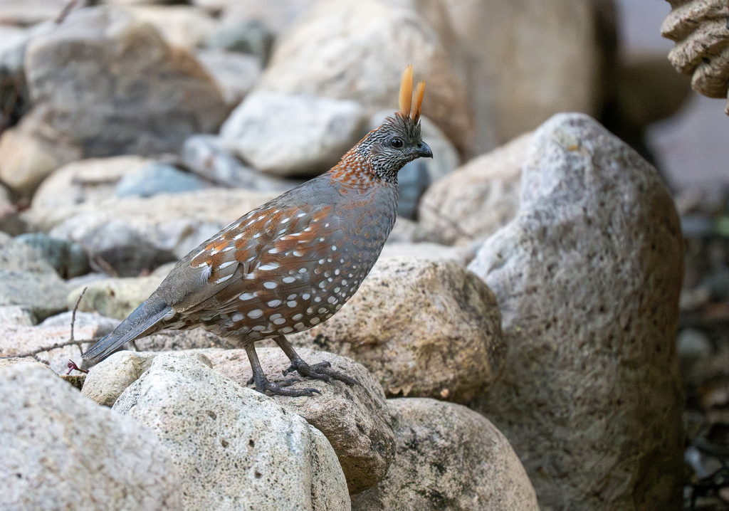 Elegant Quail from El Chalaton, Alamos, Son., Mexico on August 18, 2023 ...