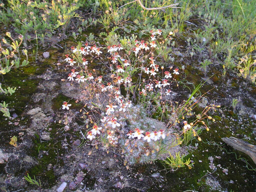 Sandveld Spookasem from Kamieskroon, South Africa on August 10, 2005 at ...
