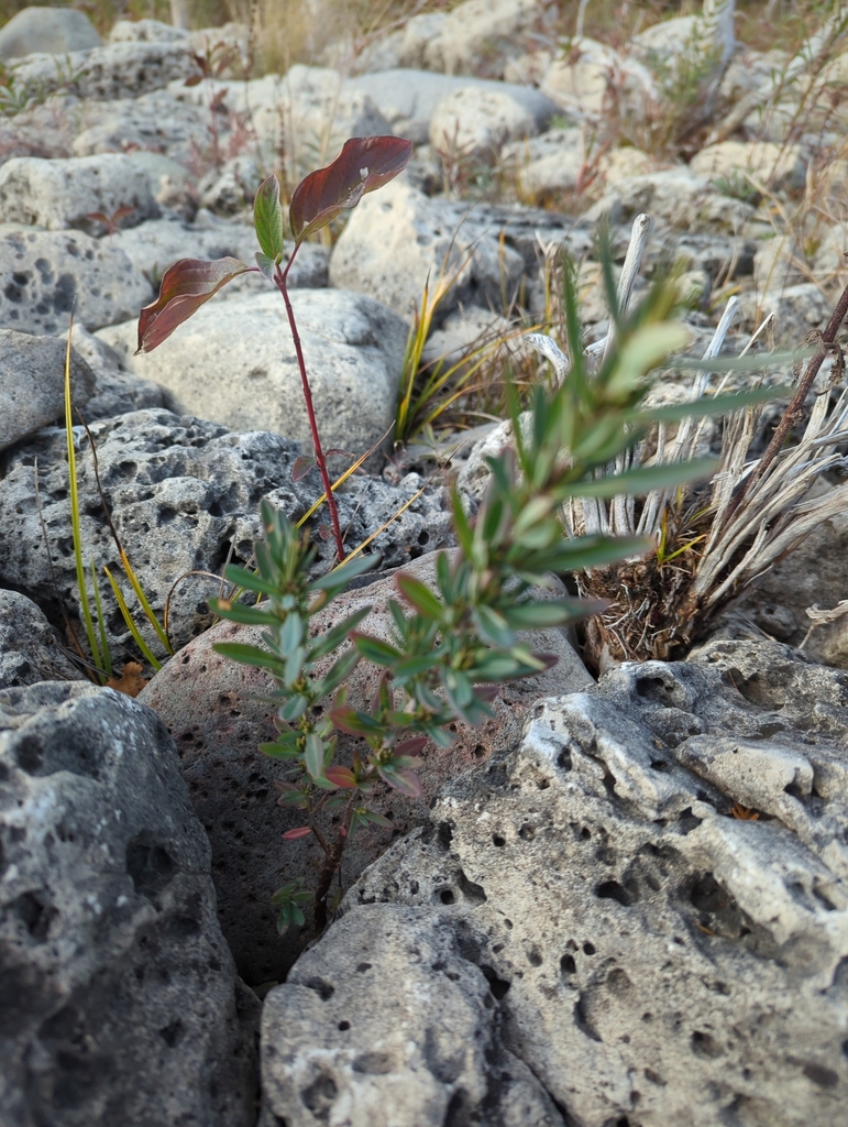 Kalm's St. John's-wort from Northern Bruce Peninsula, ON N0H, Canada on ...