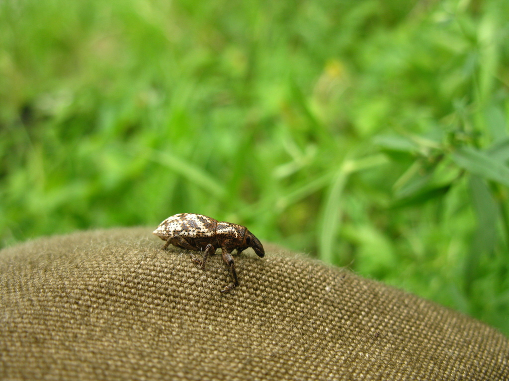 Adosomus granulosus from Александрово-Заводский р-н, Забайкальский край ...