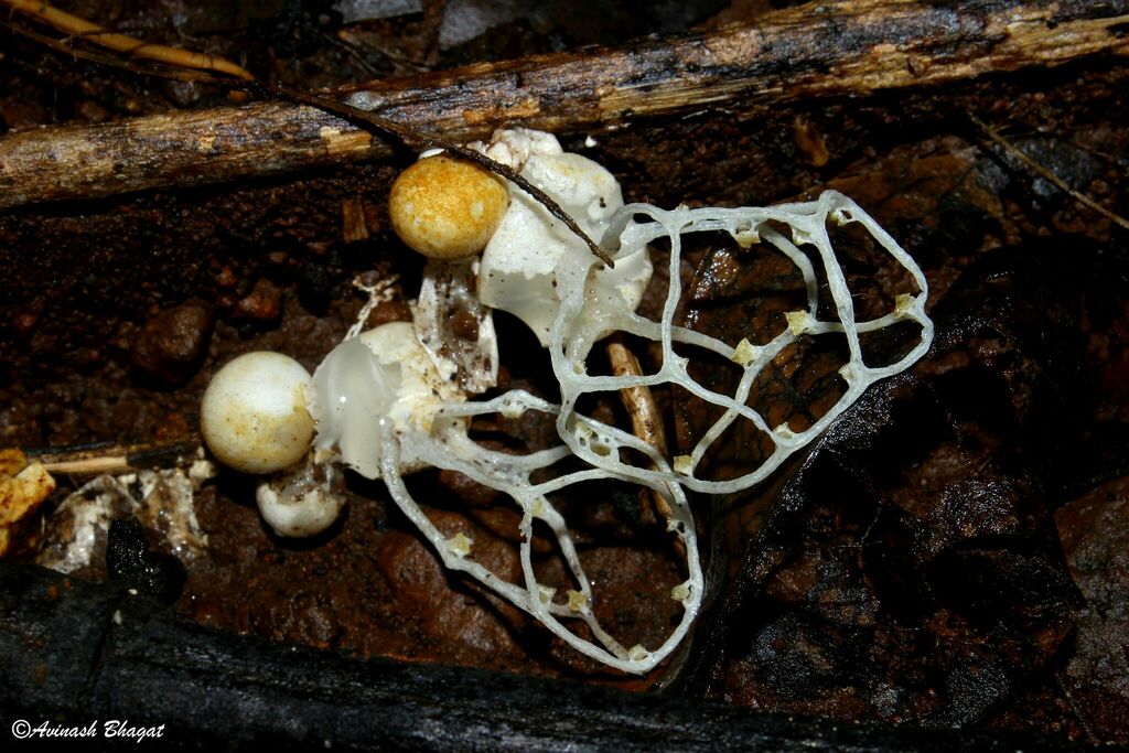 Clathrus delicatus from Murbad, Maharashtra 421401, India on July 7 ...