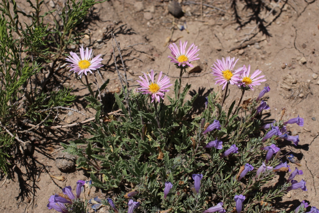 Colorado Tansy Aster from Park County, CO, USA on July 14, 2023 at 12: ...