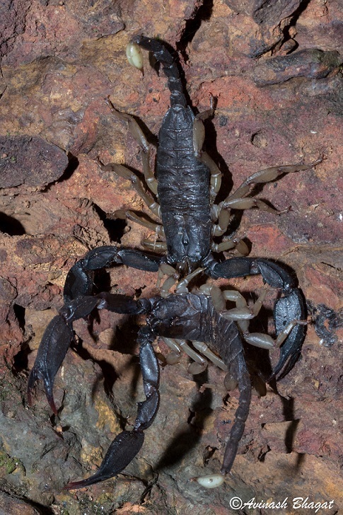 Iurida from Matheran, Maharashtra, India on June 5, 2016 at 10:29 PM by ...