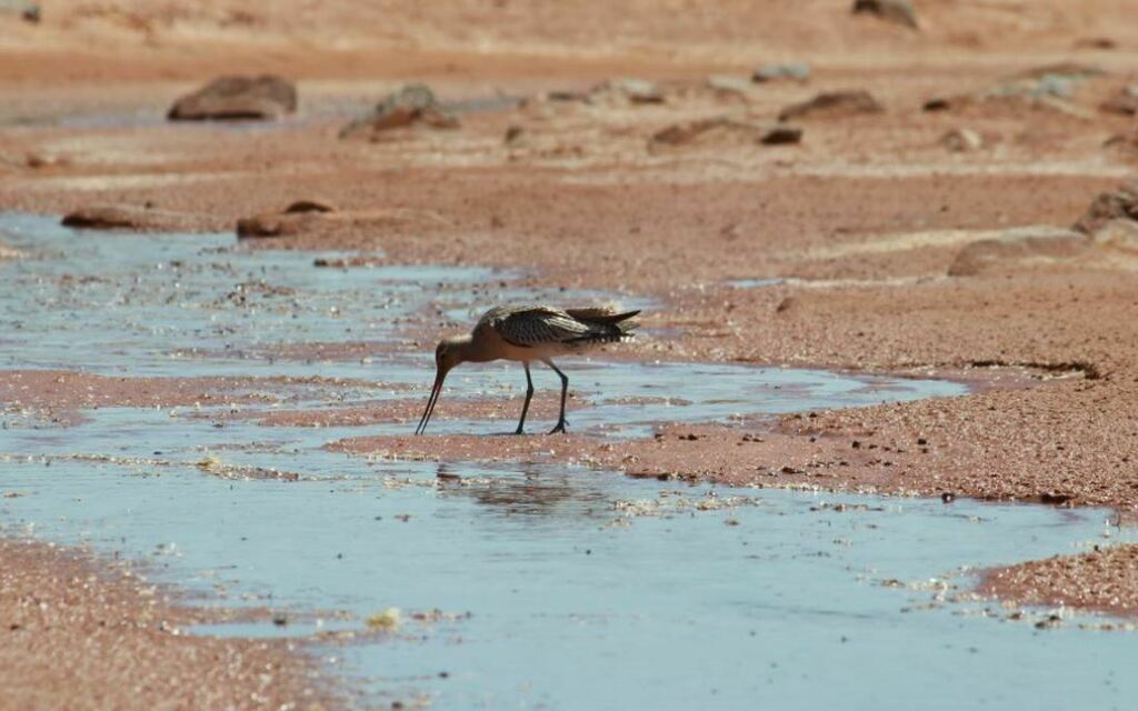 (Limosa lapponica taymyrensis) - Avian Discovery