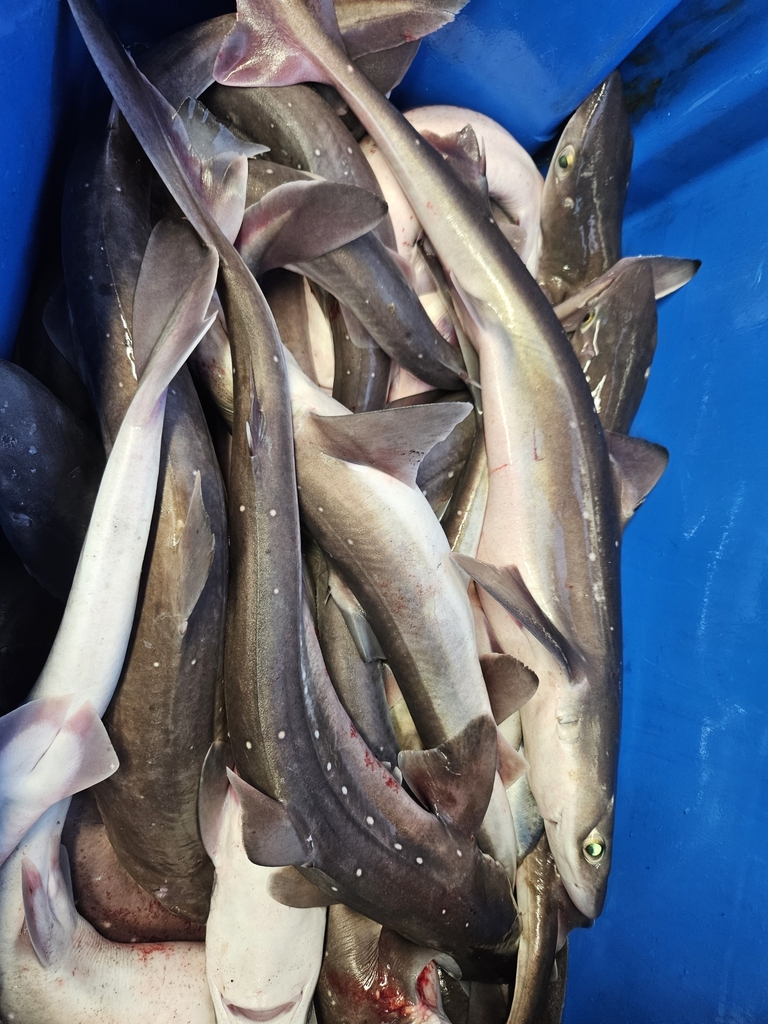 White-spotted Dogfish in October 2023 by Amanda Dauman · iNaturalist