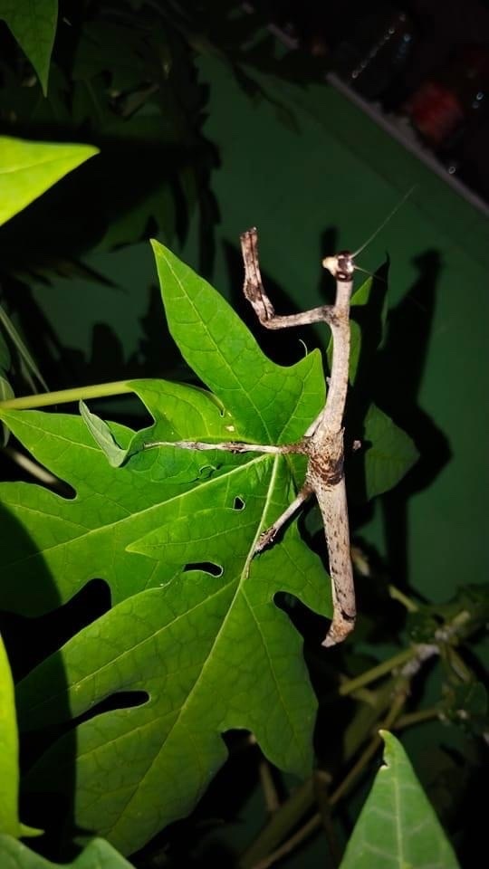 Aethalochroa ashmoliana from Poungdawthi, Bago, MM on October 18, 2023 ...