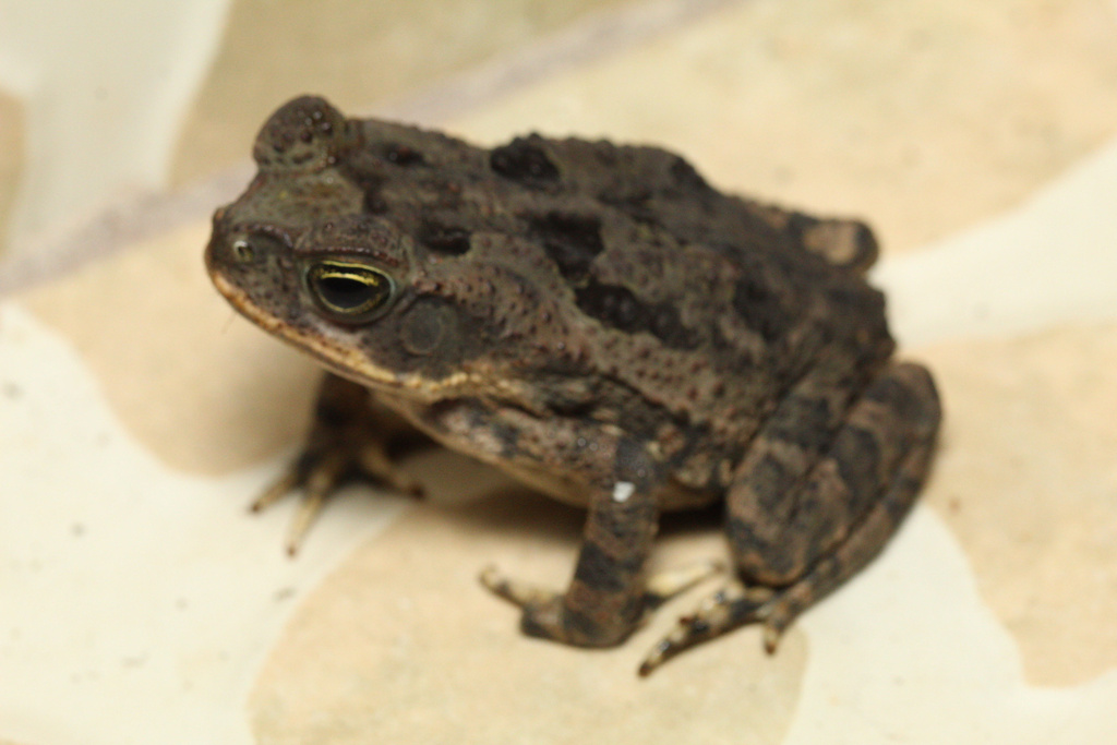 Giant Toad in October 2023 by Eric Johnson. Not sure on toad species in ...
