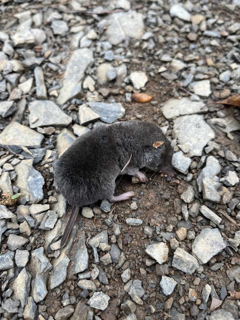 Northern Short-tailed Shrew from Peebles Island State Park, Waterford ...