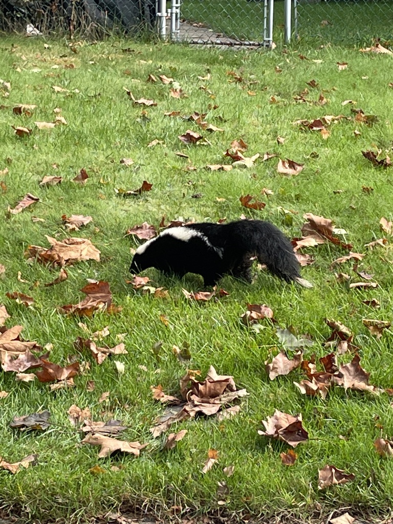 Striped Skunk from Pershing Ave, Abington, PA, US on October 12, 2023 ...