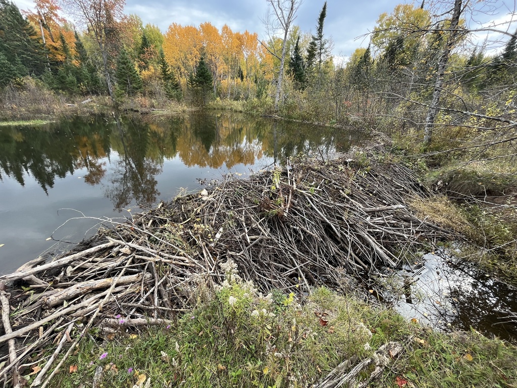American Beaver from Afton, MI, US on October 18, 2023 at 03:01 PM by ...