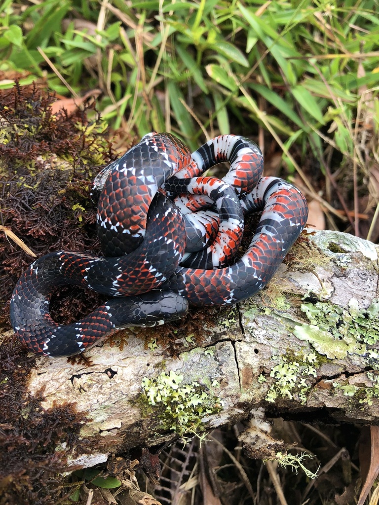 Günther's False Coral Snake from Mera, Pastaza, EC on February 5, 2021 ...