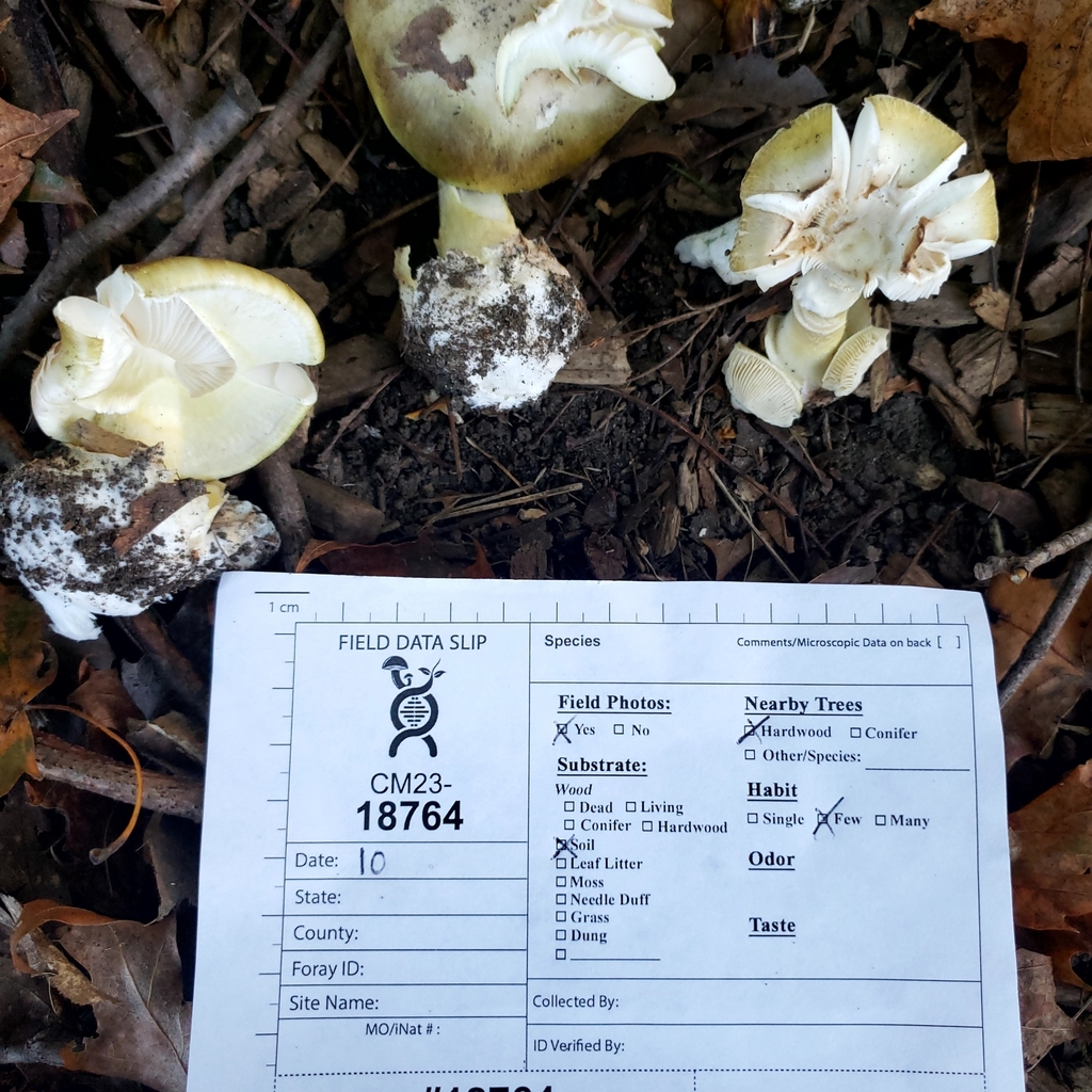 Deathcap from Arlington, MA 02474, USA on October 19, 2023 at 08:26 AM ...