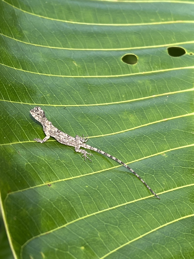 Draco maculatus maculatus from Mae Raem, Mae Rim, Chiang Mai, TH on ...