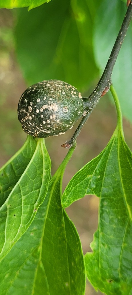 Hackberry Gall Psyllids from Mechanicsville, MD 20659, USA on June 17 ...