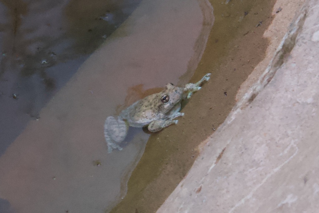 Canyon Tree Frog in September 2023 by Joey Mugleston · iNaturalist