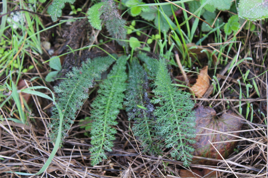 common yarrow from Tennessee Valley, California, California 94941, USA ...