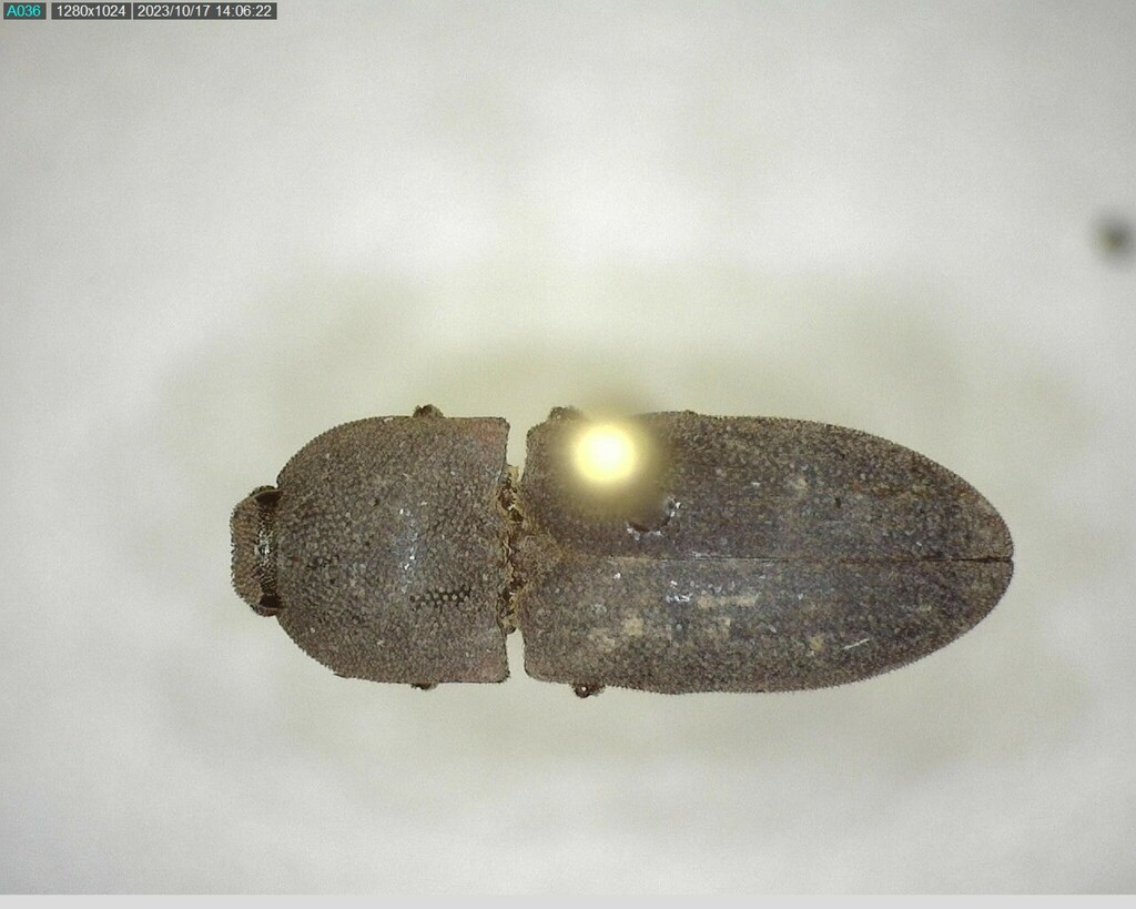 Agrypnus rectangularis from Kimble County, TX, USA on April 18, 2023 at ...