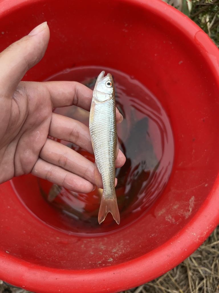 Opsariichthys bidens from 莱芜区, 济南市, 山东省, CN on October 19, 2023 at 02: ...