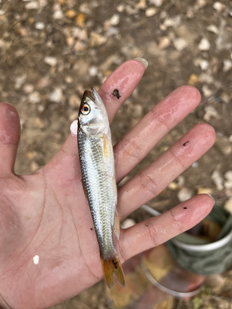 Opsariichthys bidens from 莱芜区, 济南市, 山东省, CN on October 19, 2023 at 12: ...