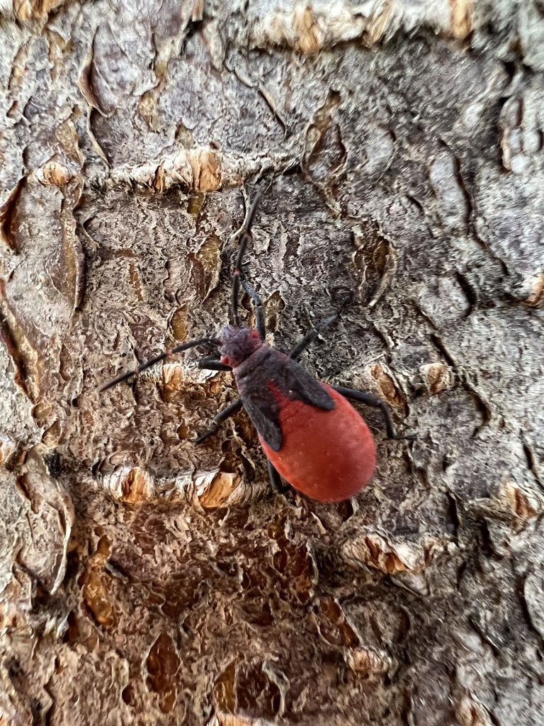 Red-shouldered Bug from Rock Creek Park, Washington, DC, US on October ...