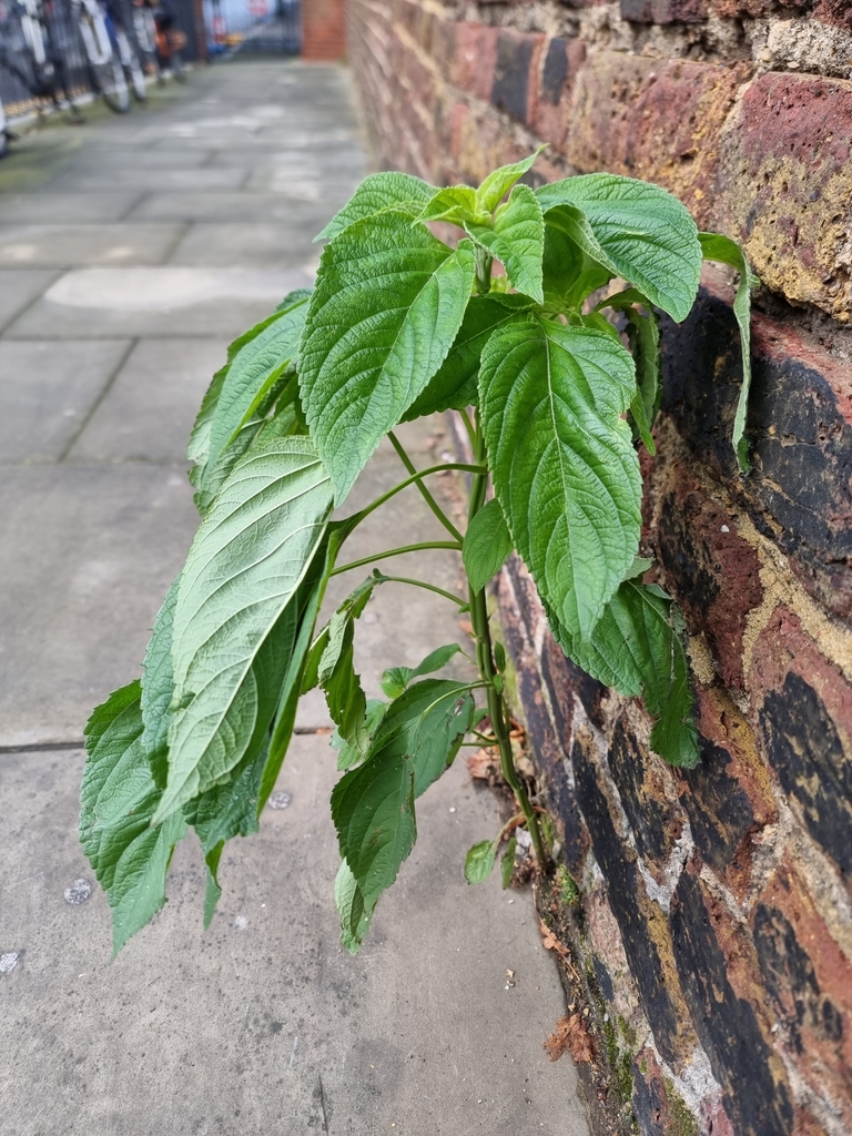 chia from Kensington Palace (Stop N), London W8 5NP, UK on October 19 ...
